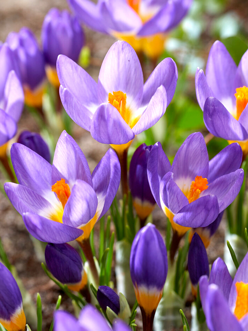 Crocus sieberi Tricolor | Order Top Quality Crocus Online at DutchGrown