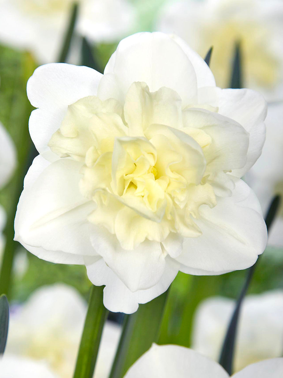 Daffodil Easter Born | DutchGrown™ | Novelty Daffodil Bulbs