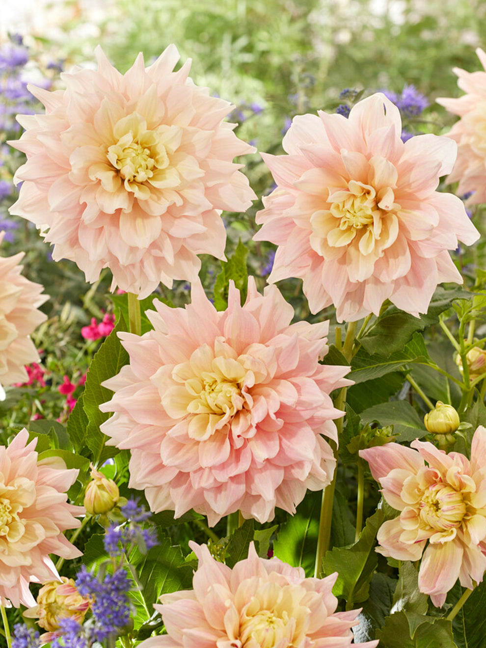 Dahlia Break Out Buy Online At DutchGrown Dahlia Break Out Buy Online At DutchGrown