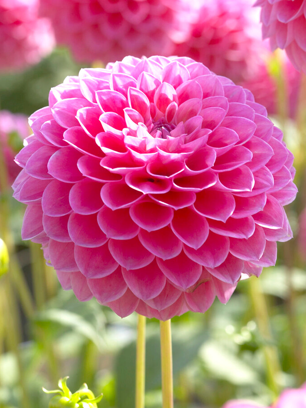 Dahlia Linda's Baby | Order online at DutchGrown™