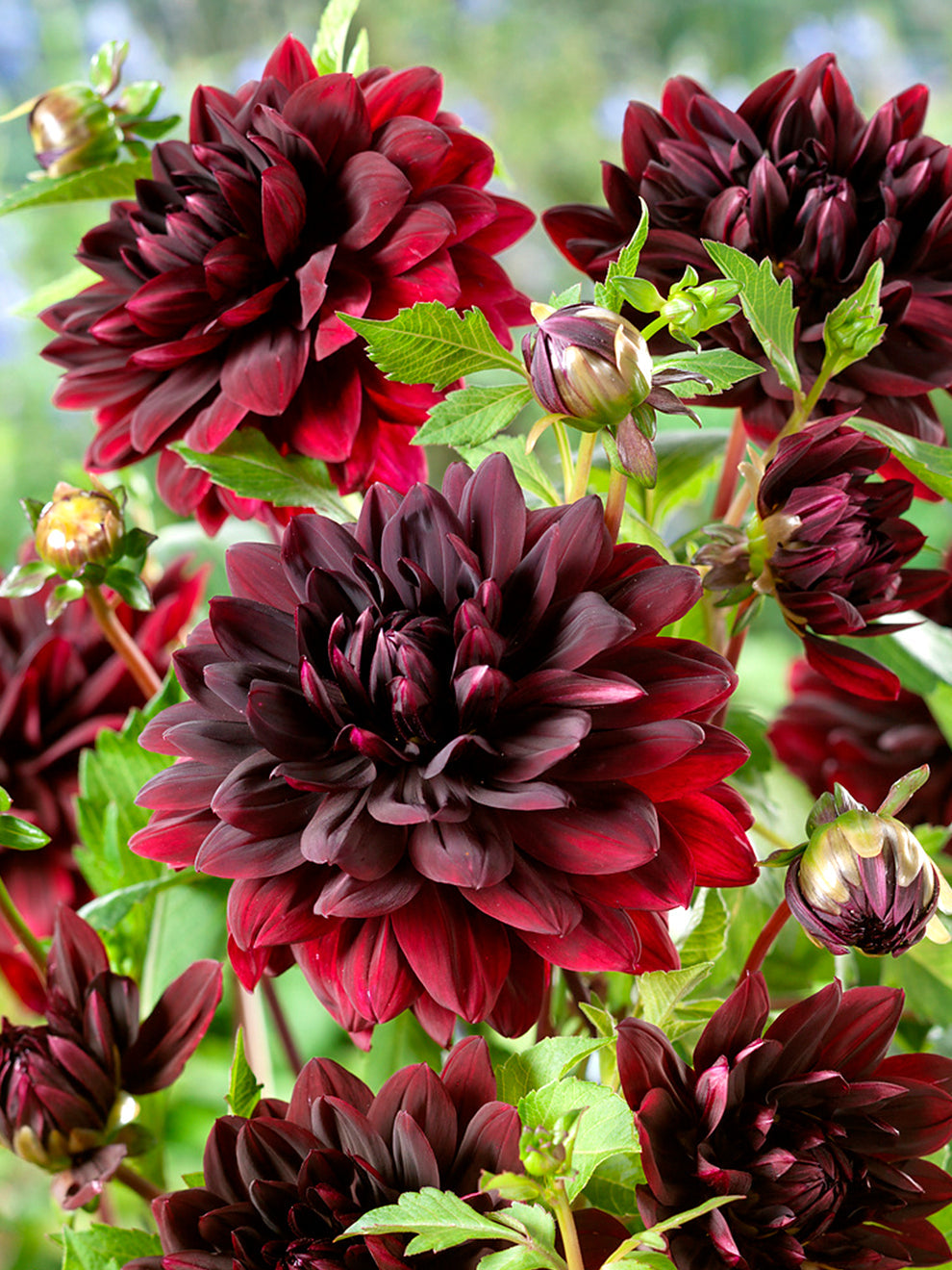 Dahlia Sam Hopkins | Order online at DutchGrown™