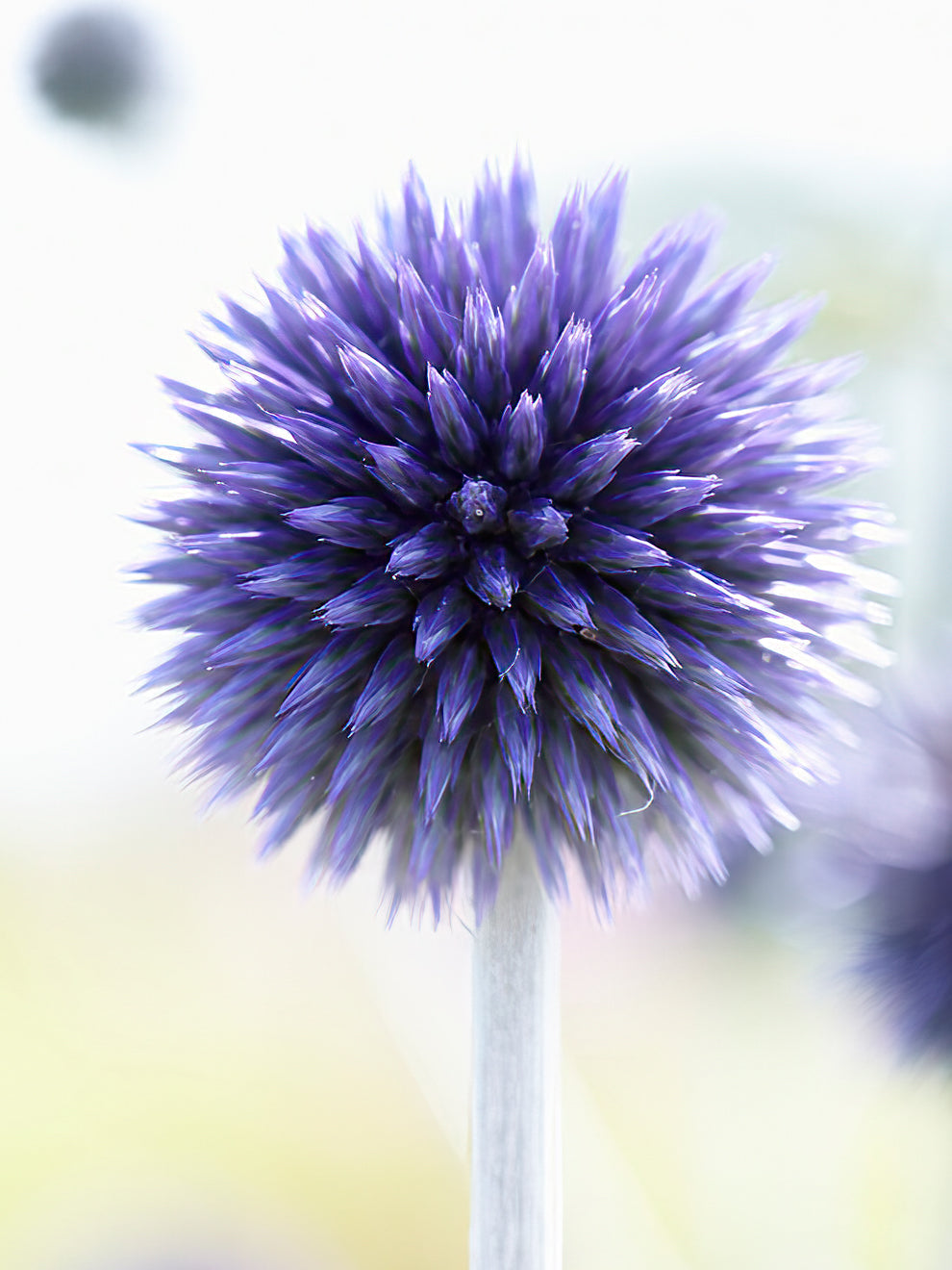 Echinops (Globe Thistle) | DutchGrown™ | Bare Root Perennials