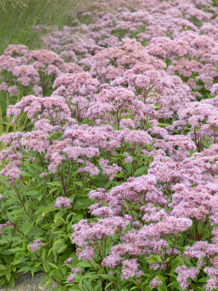 Eupatorium for Sale | Buy Premium Joe Pye Weed Roots