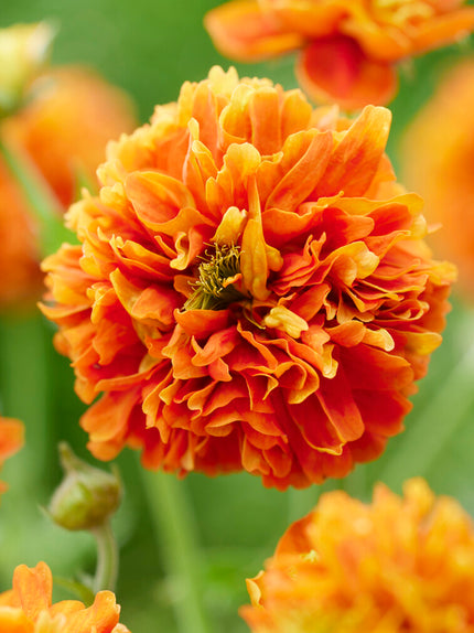 Geum Orange Pumpkin | Order online at DutchGrown™