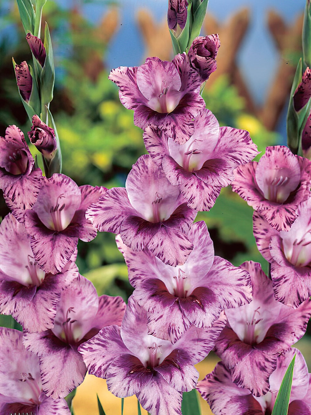 Gladiolus For Sale | Buy Top-Quality Bulbs Now