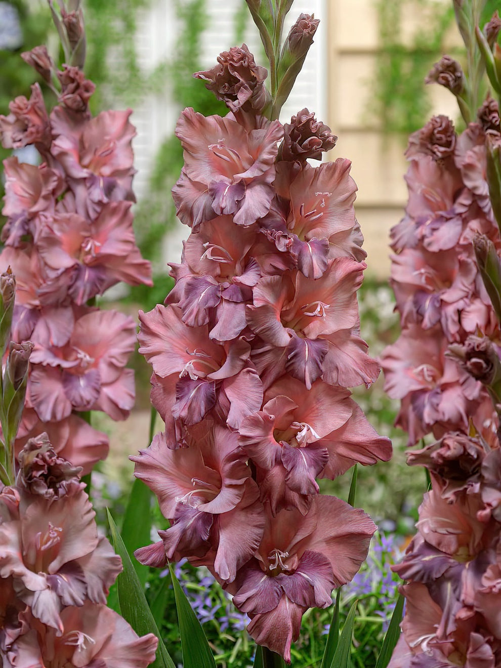 Gladiolus Rusty Chestnut | Order online at DutchGrown™