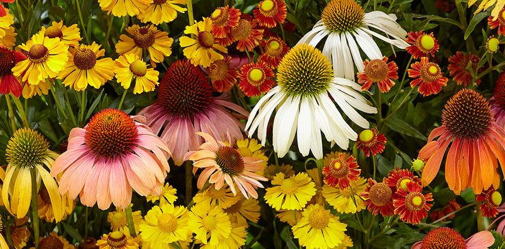 Top Quality Flower Bulbs at Wholesale Pricing | DutchGrown™