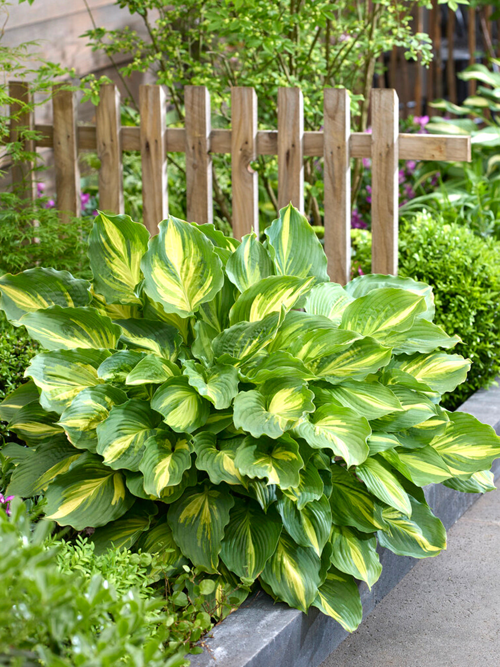 Hosta Lakeside Paisley Print Roots | DutchGrown™