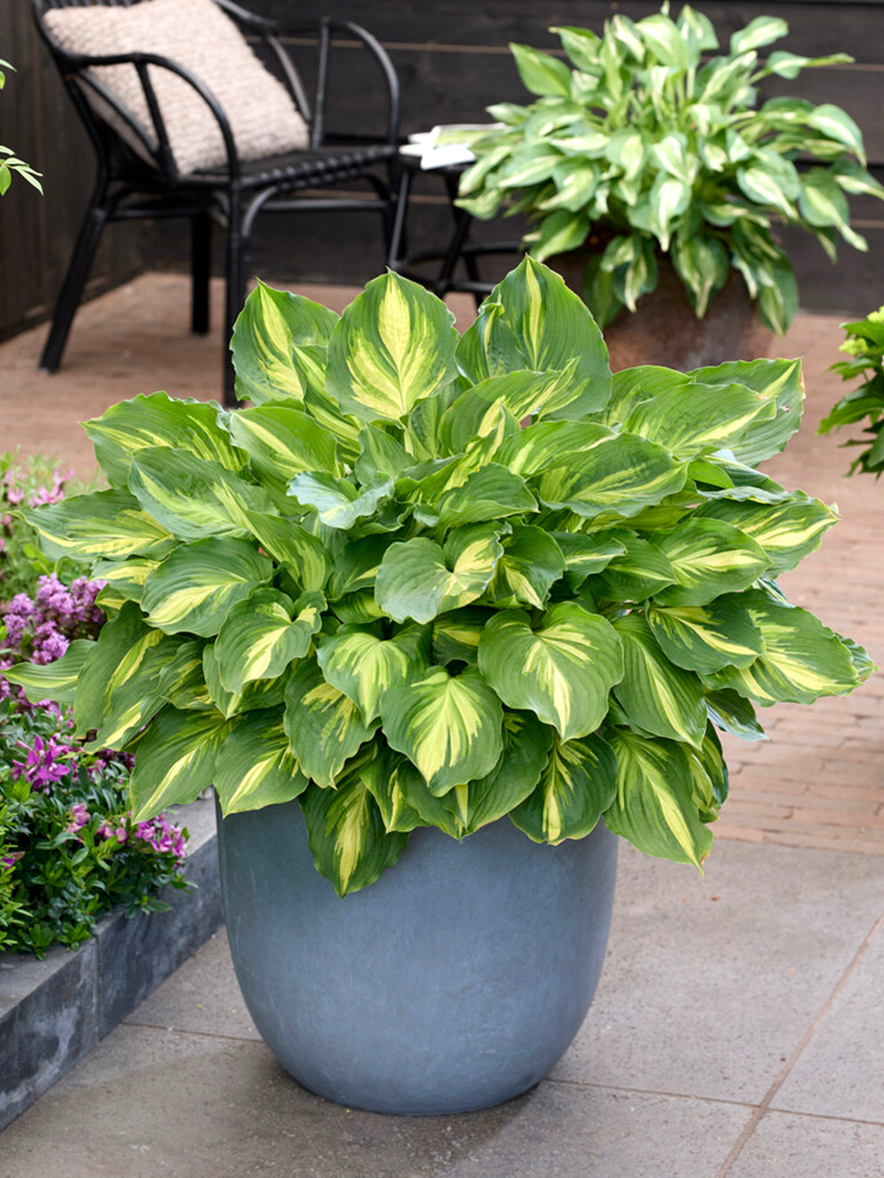 Hosta Lakeside Paisley Print Roots | DutchGrown™