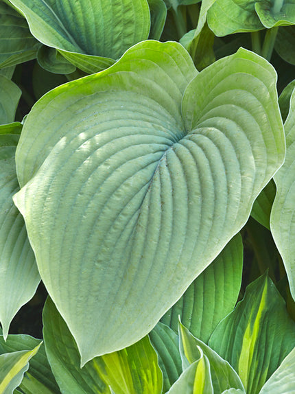 Hosta Roots For Sale | Buy Top-Quality Bare Roots Now