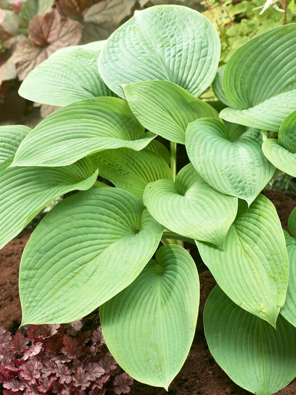 Hosta T-Rex | Giant Hosta | DutchGrown™