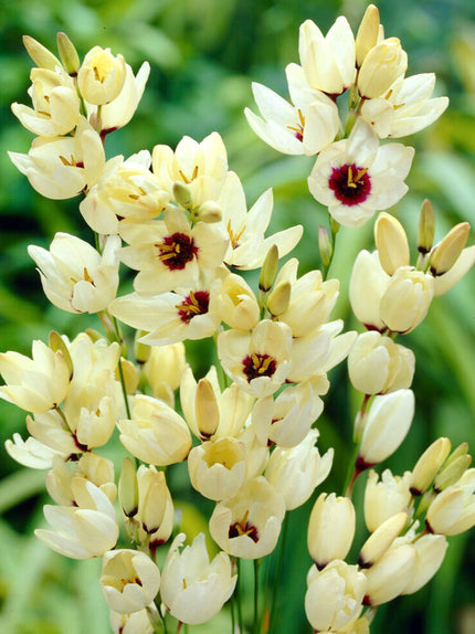 Ixia Hogarth | Buy Online at DutchGrown™ | Top Quality Flower Bulbs