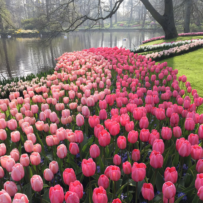 Top Quality Flower Bulbs at Wholesale Pricing | DutchGrown™