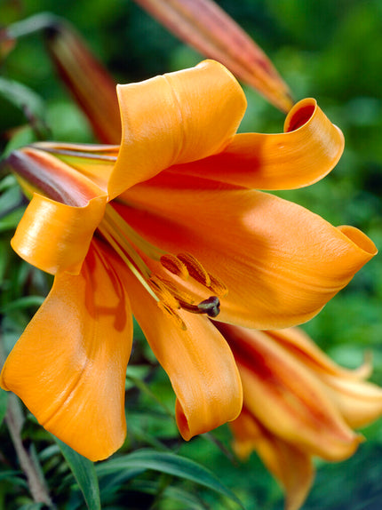 Trumpet Lily 'African Queen' | DutchGrown™