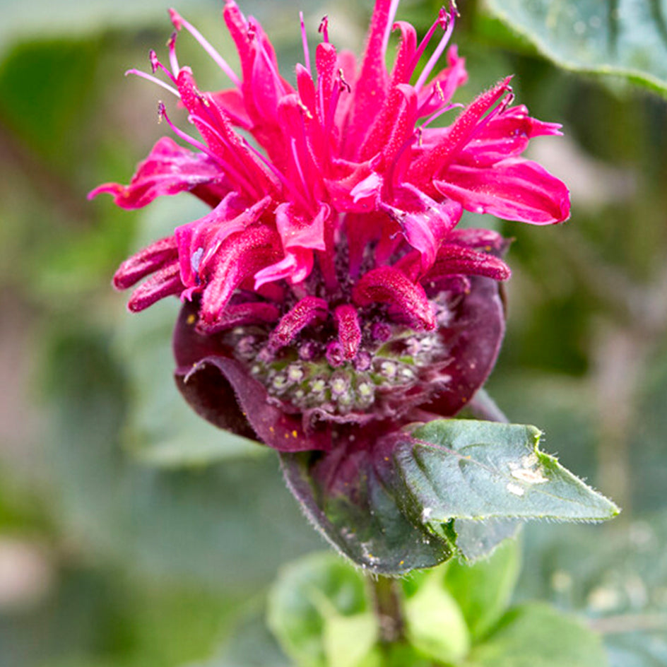 Shop Spring Planted Summer Blooming Bulbs | DutchGrown™