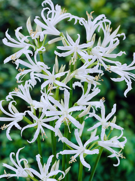 Nerine Flower