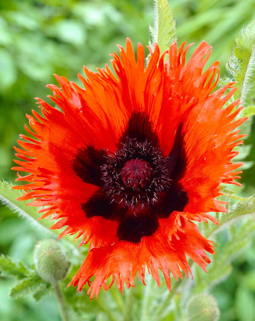 Papaver Curlilocks (Oriental Poppy) | Order online at DutchGrown™