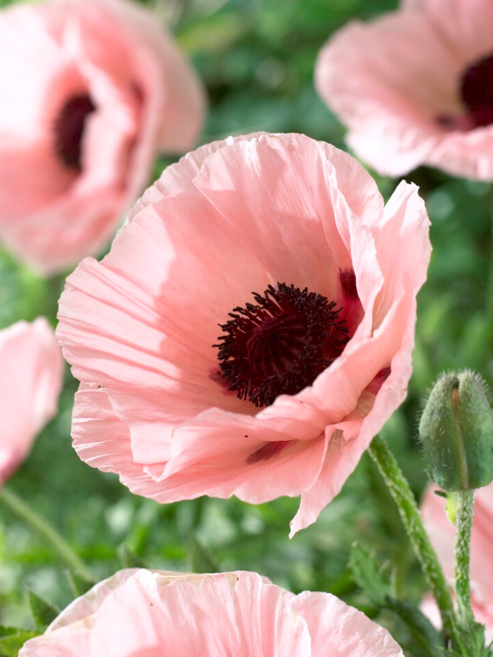 Papaver Paradiso (Oriental Poppy) | Order online at DutchGrown™