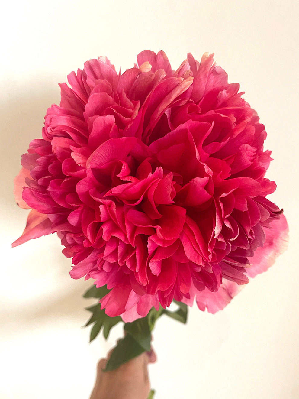 Peony Command Performance | Grow Peonies | DutchGrown™
