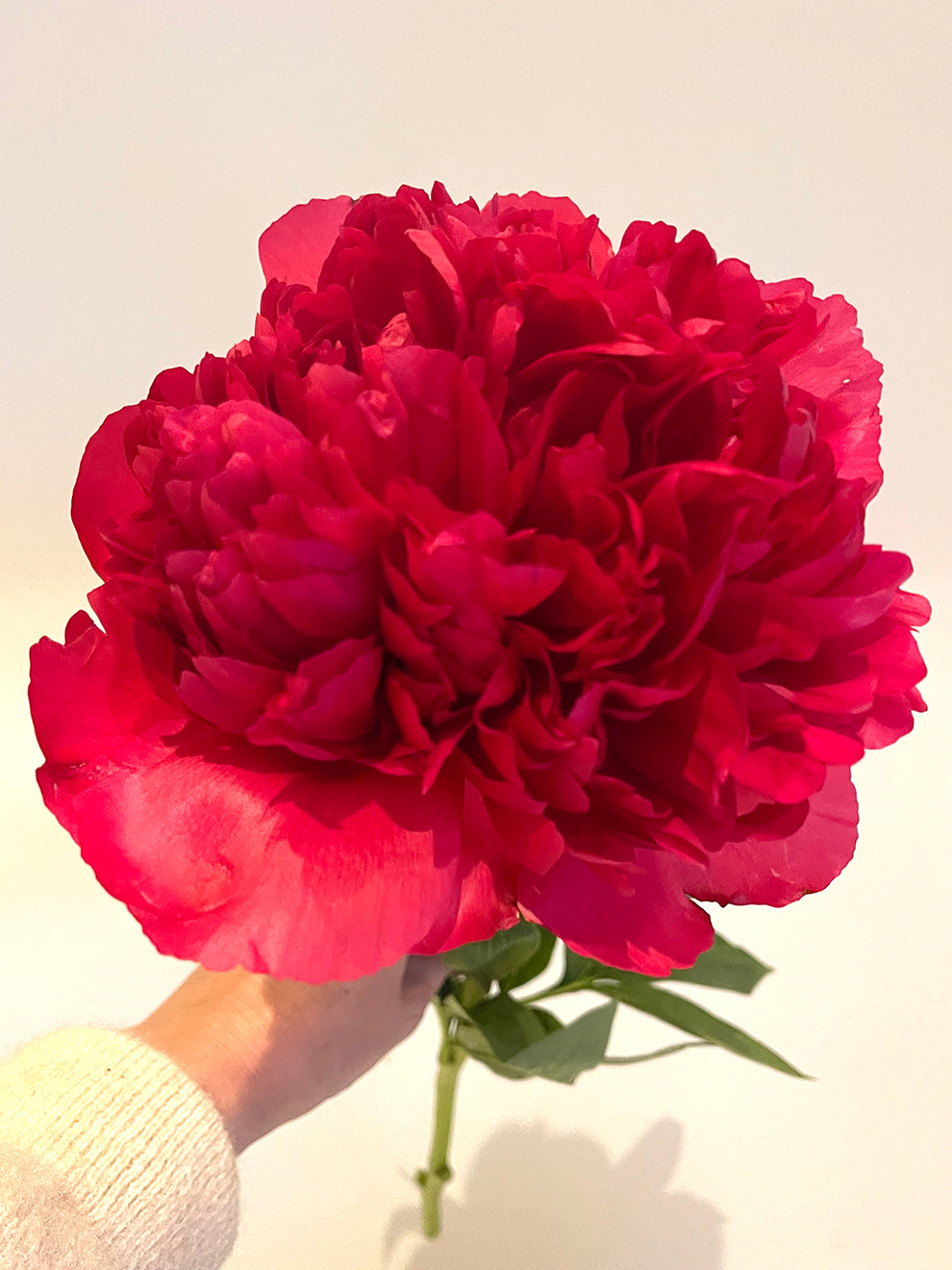 Peony Command Performance | Grow Peonies | DutchGrown™