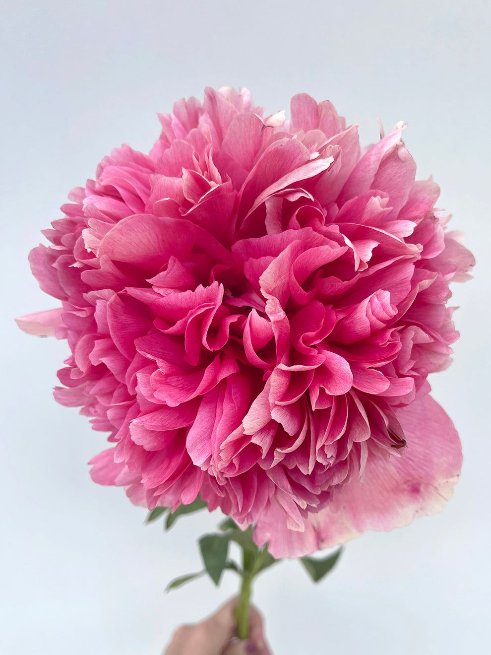 Peony Command Performance | Grow Peonies | DutchGrown™