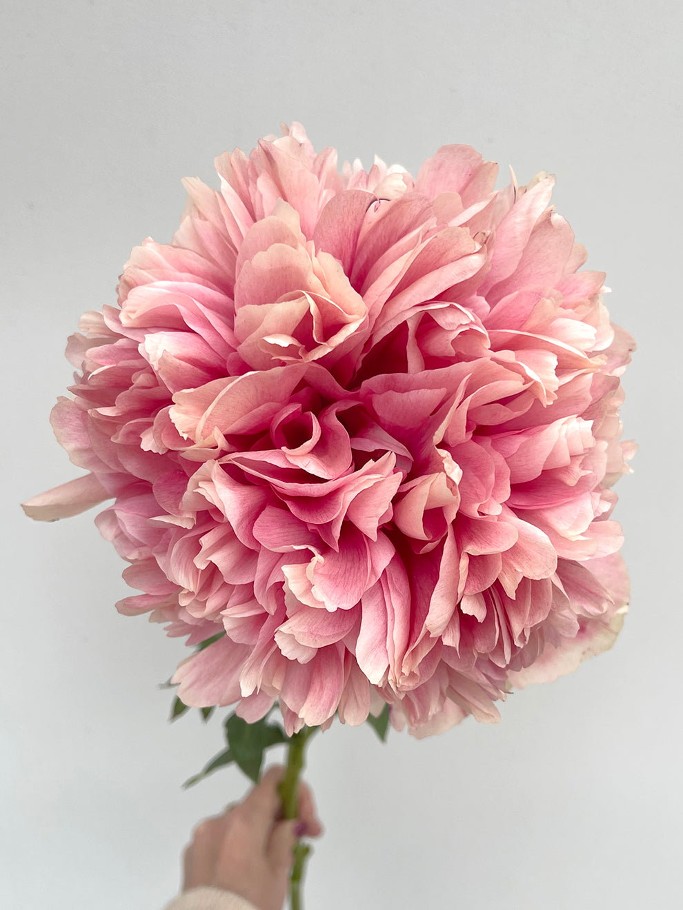 Peony Command Performance | Grow Peonies | DutchGrown™
