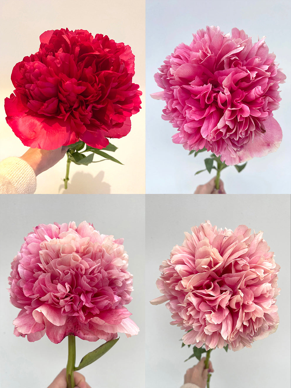 Peony Command Performance | Grow Peonies | DutchGrown™