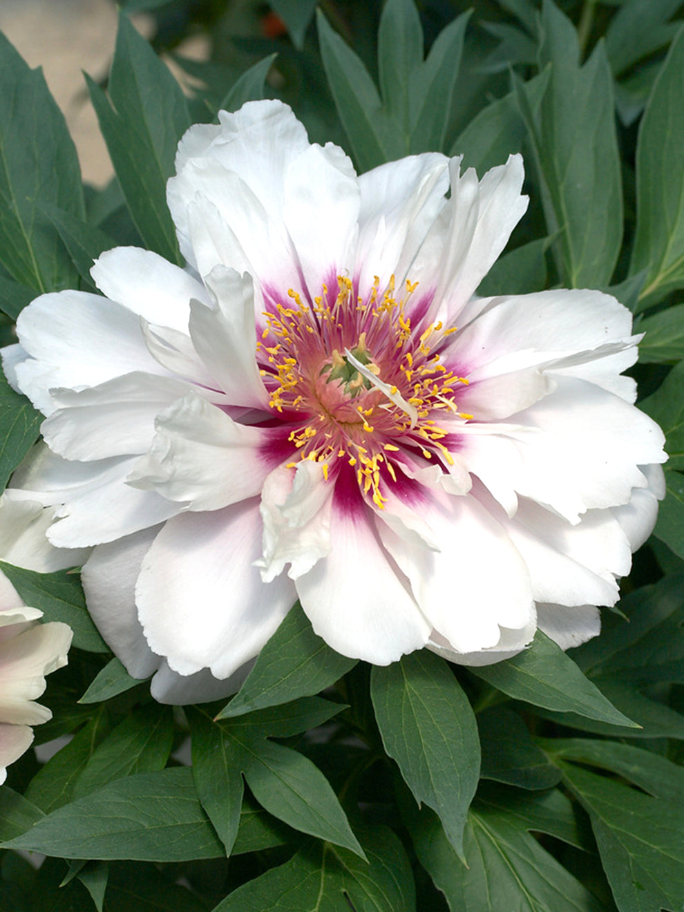 Peony Cora Louise | Unique Itoh Peony | DutchGrown™