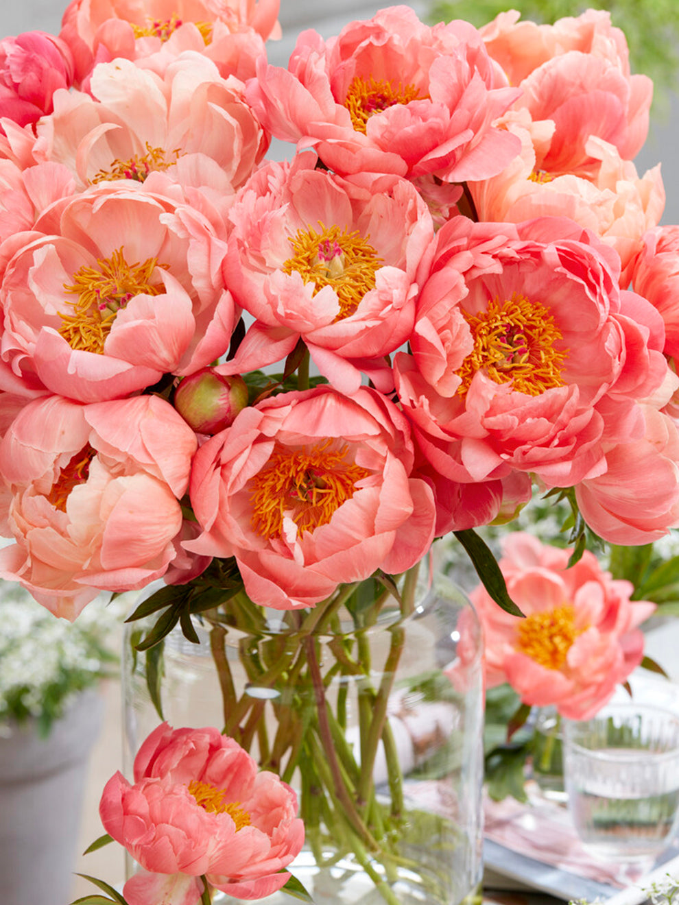 Peony Roots Coral Charm | Grow Peonies | DutchGrown™