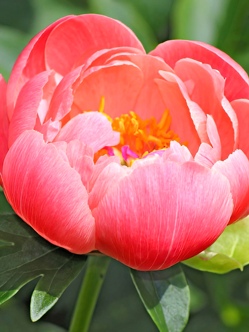Peony Coral Sunset | Grow Peonies | DutchGrown™