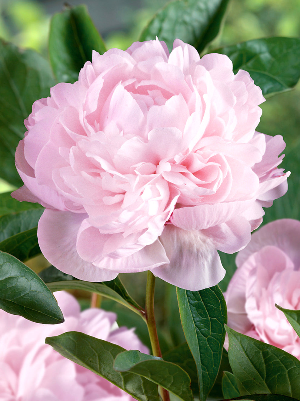 Peony Nancy Nora | Unique Peonies | DutchGrown™