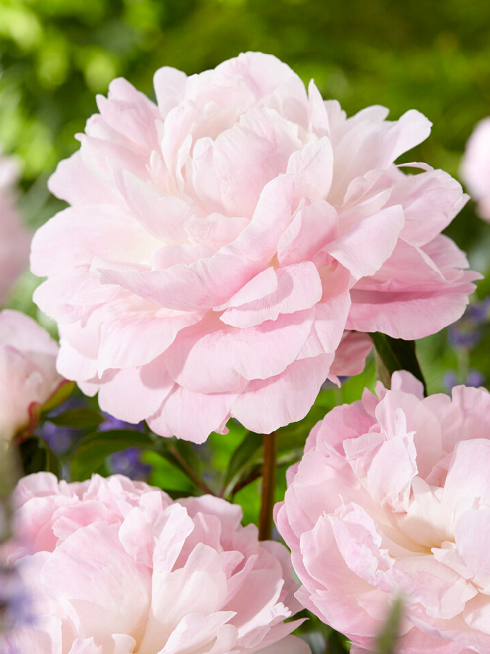 Peony Nancy Nora | Unique Peonies | DutchGrown™
