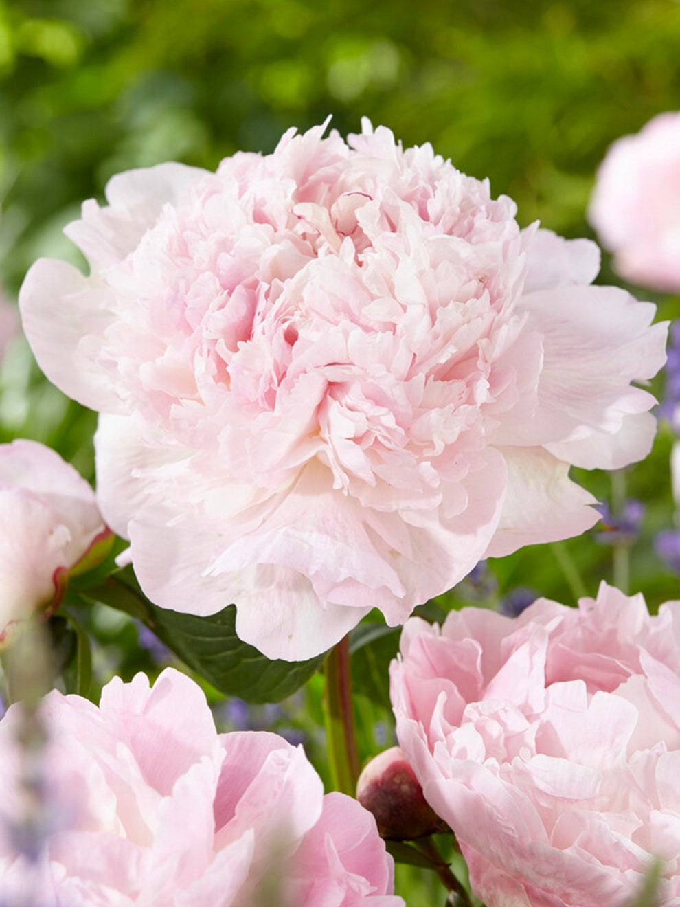 Peony Nancy Nora | Unique Peonies | DutchGrown™