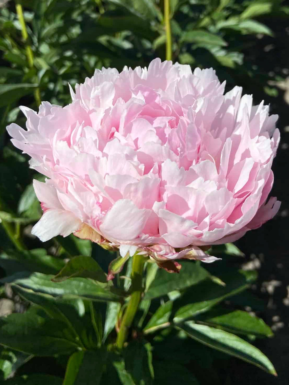 Peony Pillow Talk | Unique Peonies | DutchGrown™