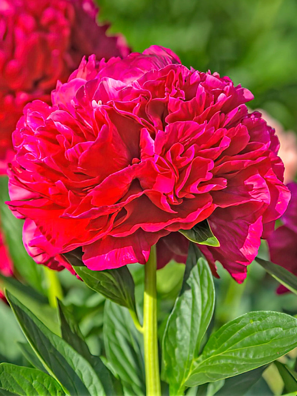 Peony Red Charm | Grow Peonies | DutchGrown™