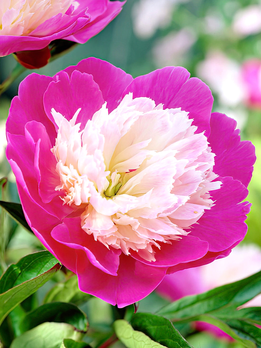 Peony Santa Fé | Grow Peonies | DutchGrown™