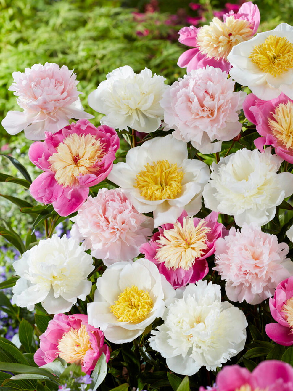 Peony Sweet Caroline Collection | Unique Peonies | DutchGrown™