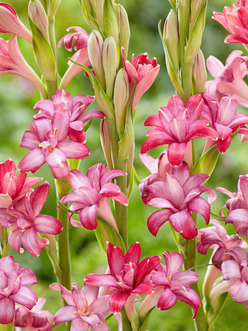 Tuberose NCYU CHERRY (Polianthes) | Order online at DutchGrown™