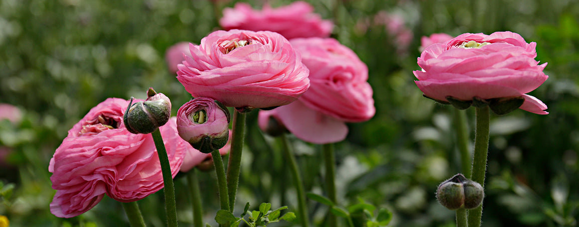 Top Quality Flower Bulbs at Wholesale Pricing | DutchGrown™