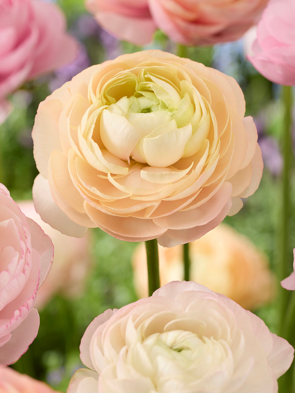 Ranunculus Pauline Pastel | DutchGrown™