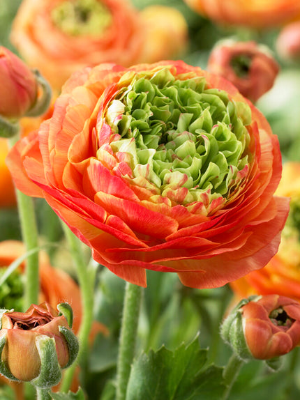 Ranunculus