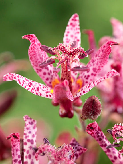 Tricyrtis (Toad Lily) | DutchGrown™ | Bare Root Perennials