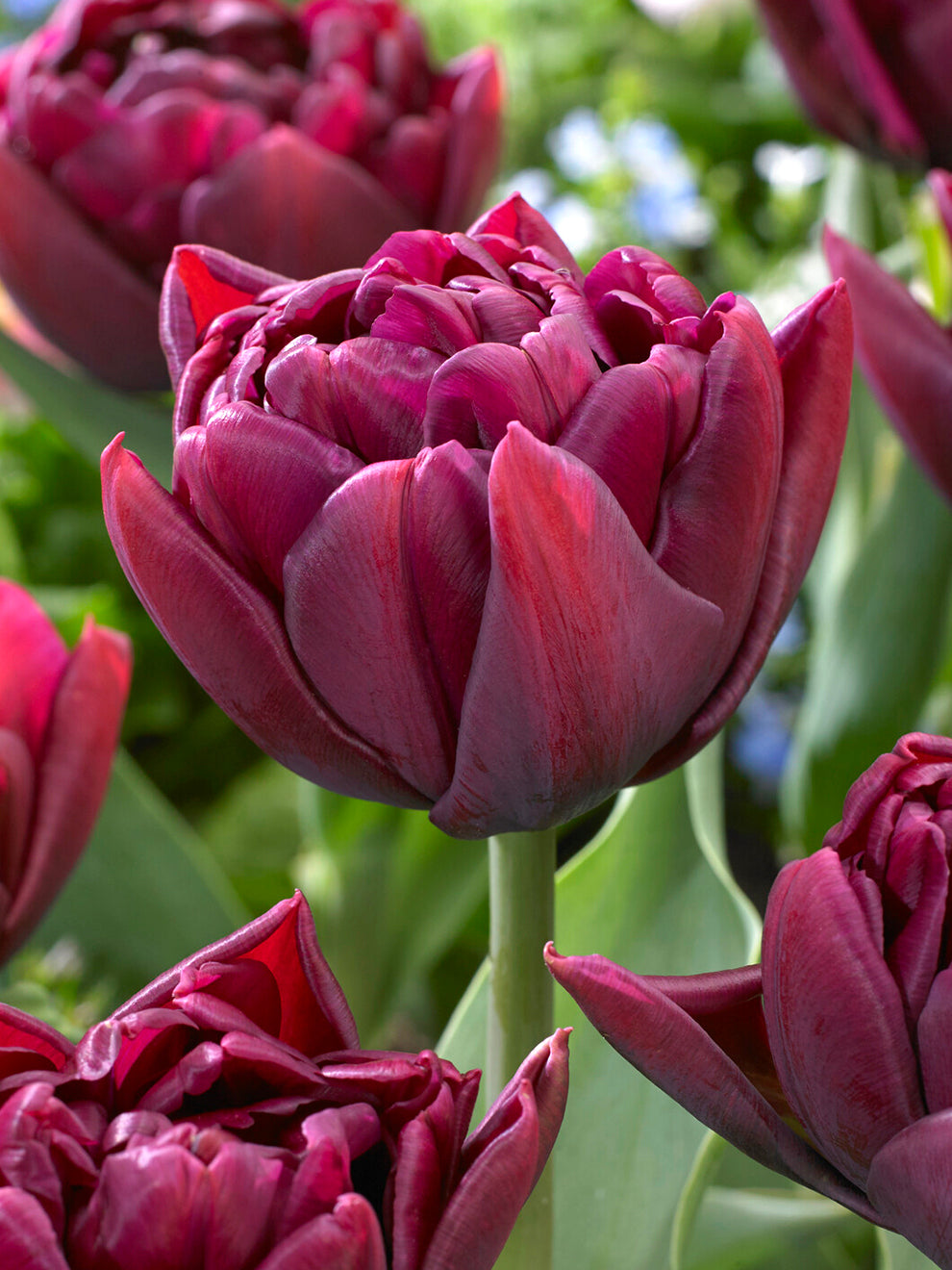 Tulip Alison Bradley Bulbs | Deep Plum Double Tulip | DutchGrown™