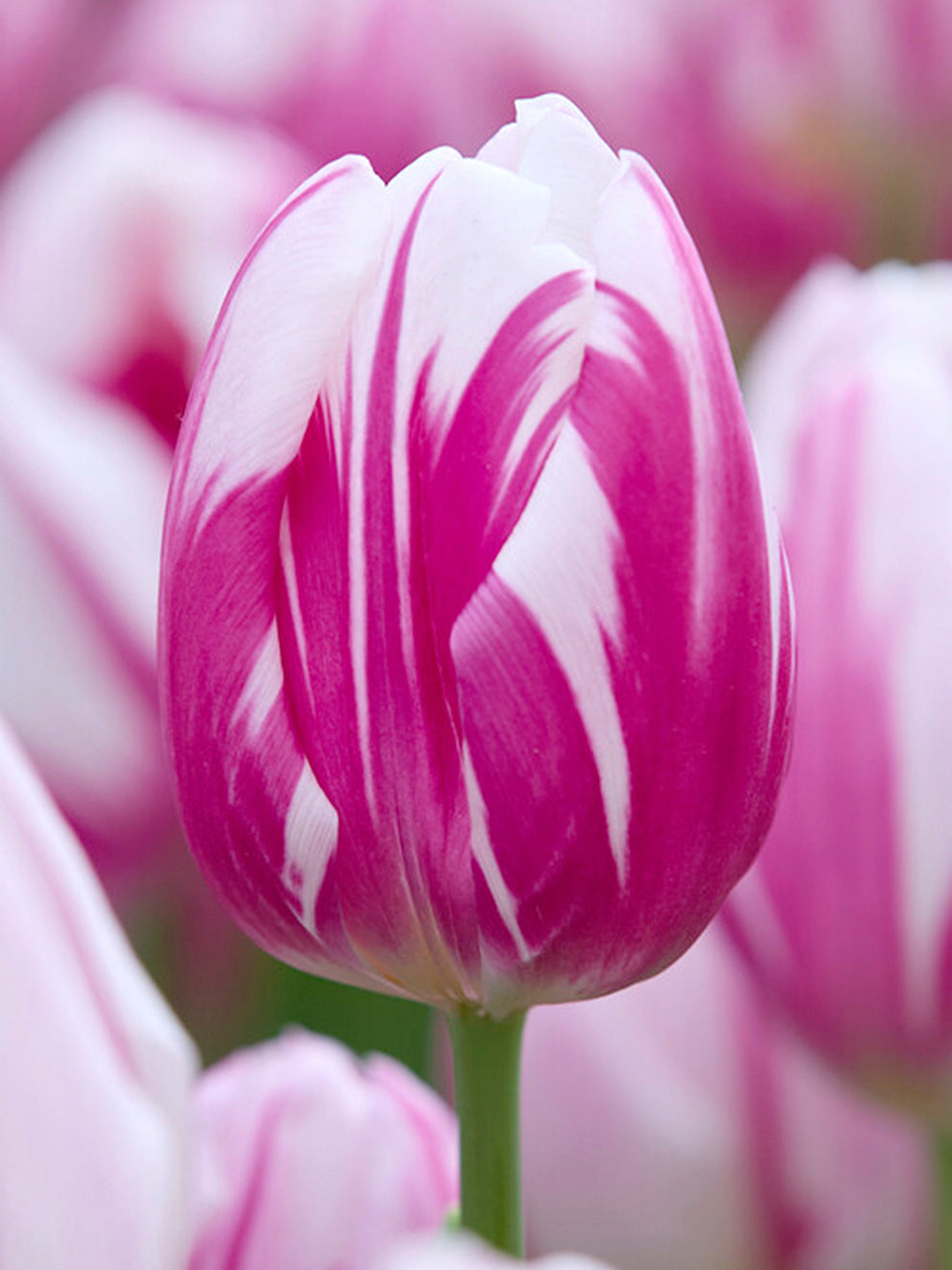 Tulip Bojangles | Buy Online at DutchGrown.com | Top Quality Bulbs