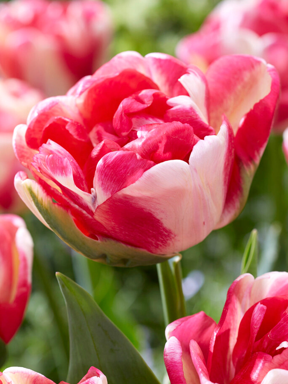 Tulip Double Blizz | Order Online Direct from The Farm | DutchGrown™