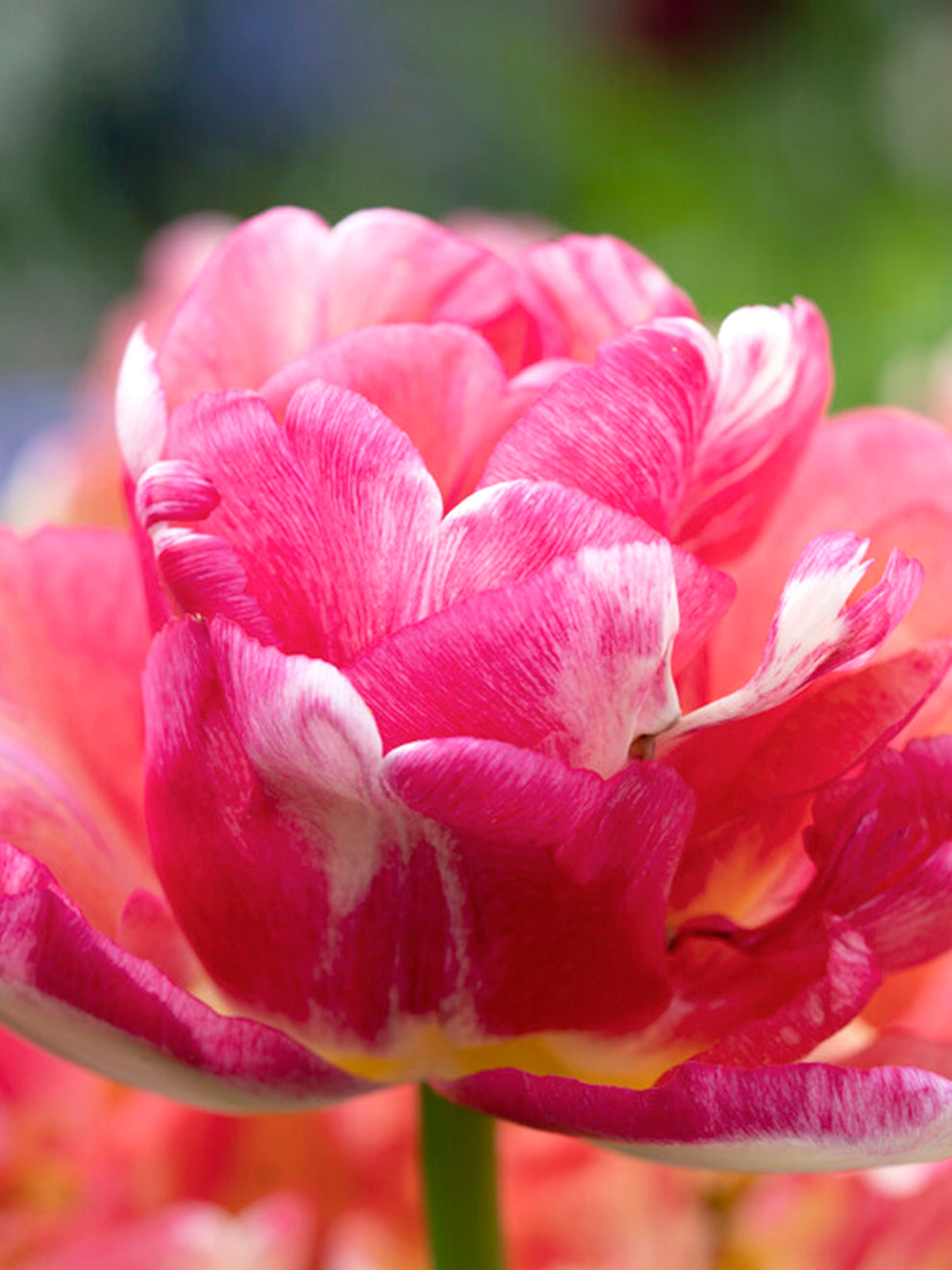 Tulip Double Blizz | Order Online Direct from The Farm | DutchGrown™