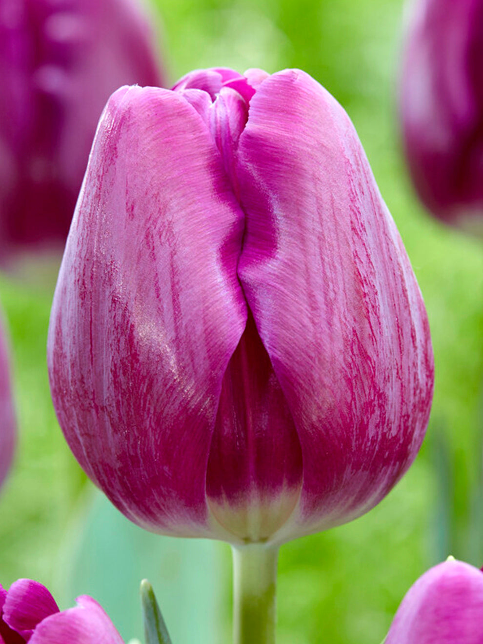 Tulip Imperial Garden | Buy Online at DutchGrown | Top Quality Bulbs