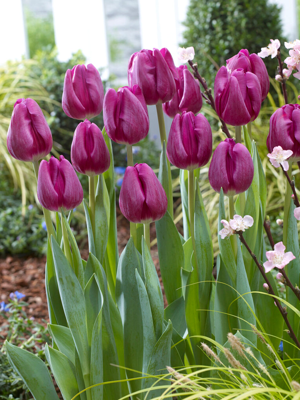 Tulip Imperial Garden | Buy Online at DutchGrown | Top Quality Bulbs