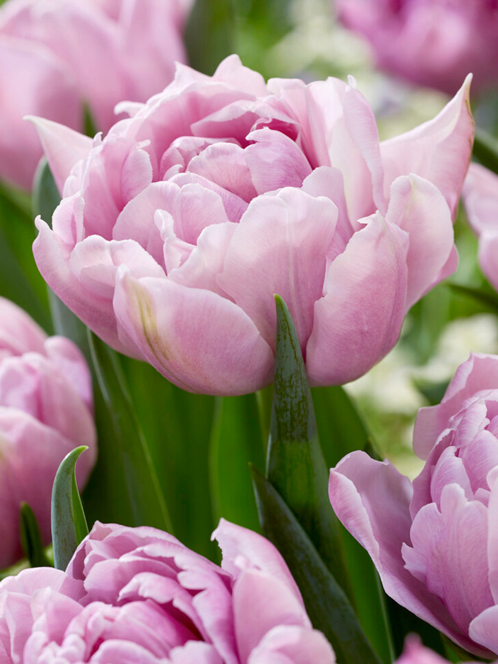 Tulip Katinka | Order Unique Tulip Bulbs | DutchGrown™