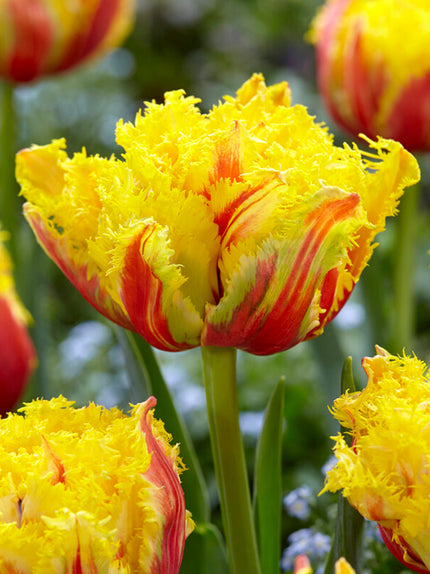 Tulip Kensington | Order Amazing Tulip Bulbs Online At DutchGrown™